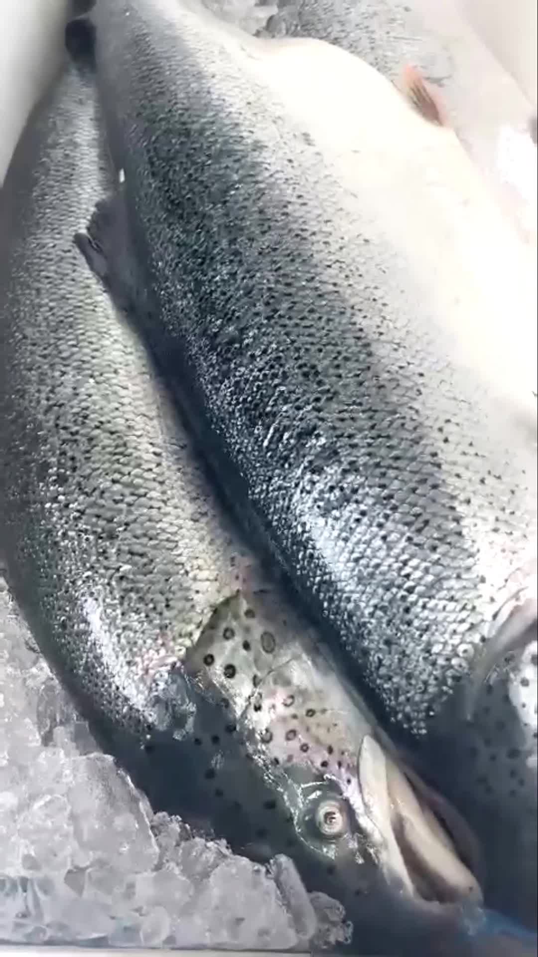 Sashimi King Tphcm Home