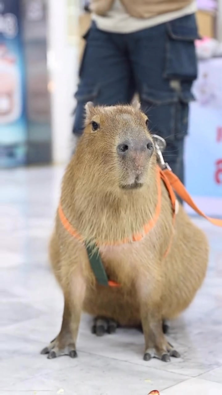 โหมดเฝ้าบ้าน🤤 Capybara คาบีบาร่า Bobby Capybara And Friends Facebook