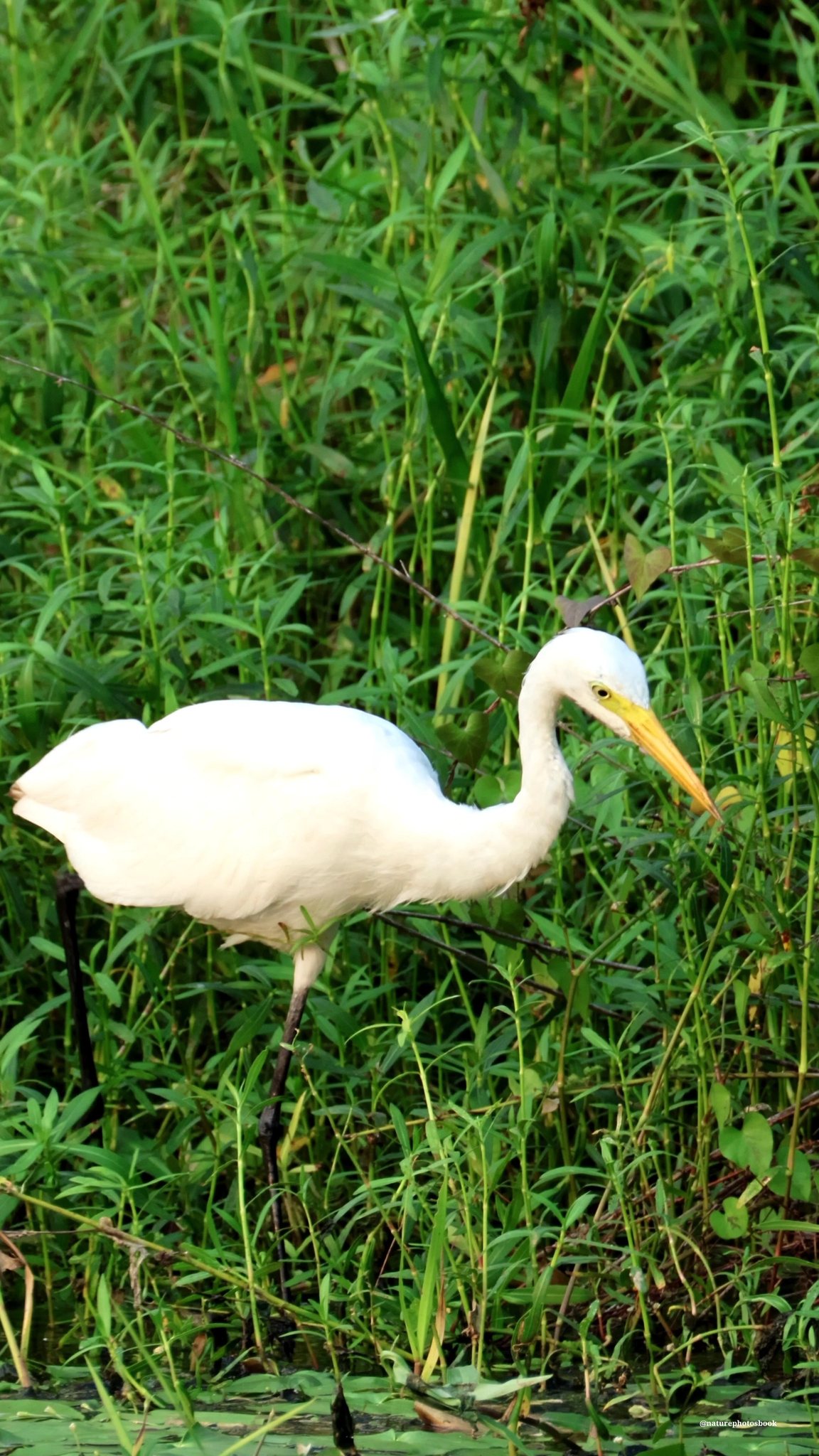 Intermediate egret | 𝐍𝐚𝐭𝐮𝐫𝐞 𝐏𝐡𝐨𝐭𝐨𝐬 𝐁𝐨𝐨𝐤 | Facebook