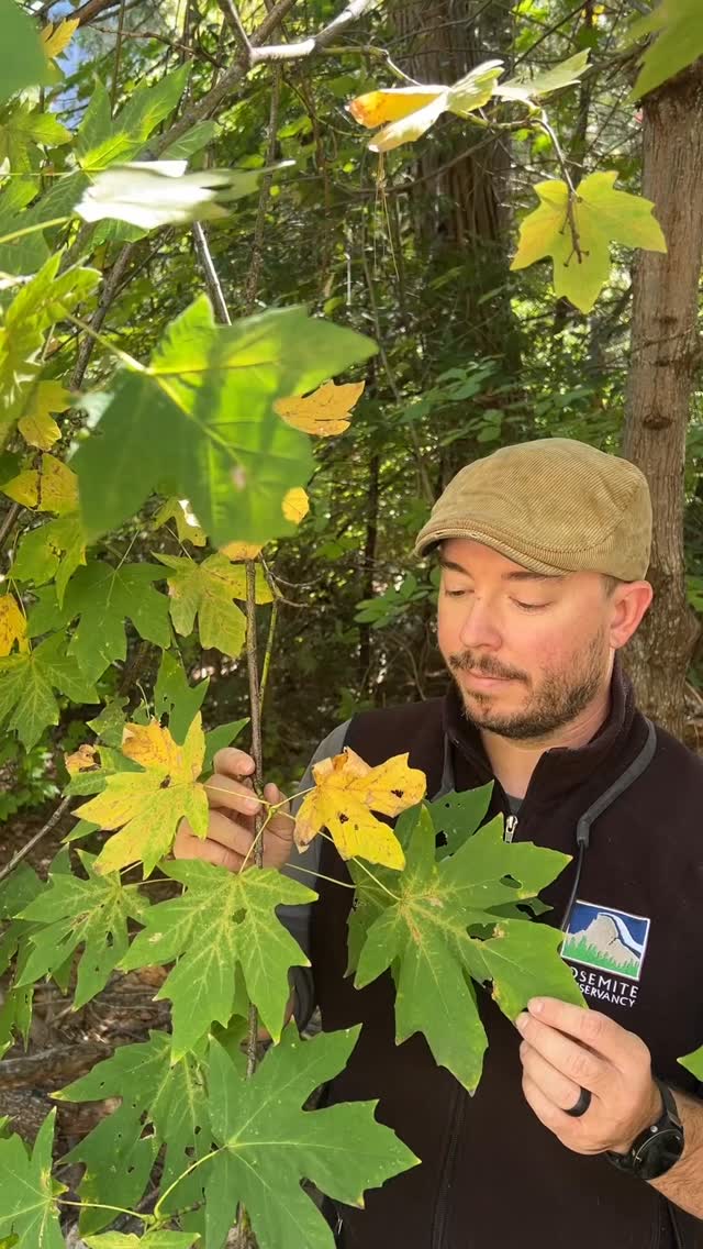 Why do leaves change color? Welcome back to Yosemite Science where we ...