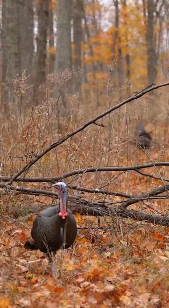 Thanksgiving’s approaching turkeys are hiding. | Serena D. Finn | Facebook