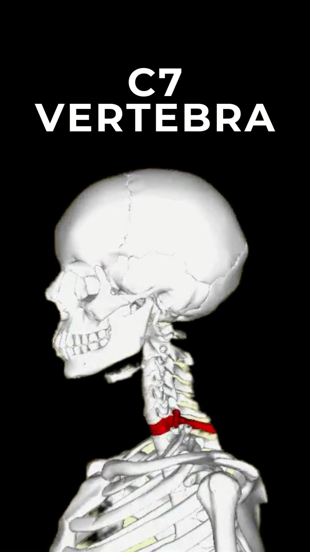 A Pinched Nerve On Your C7 Vertebra Can Cause Annoying Symptoms Like 6500