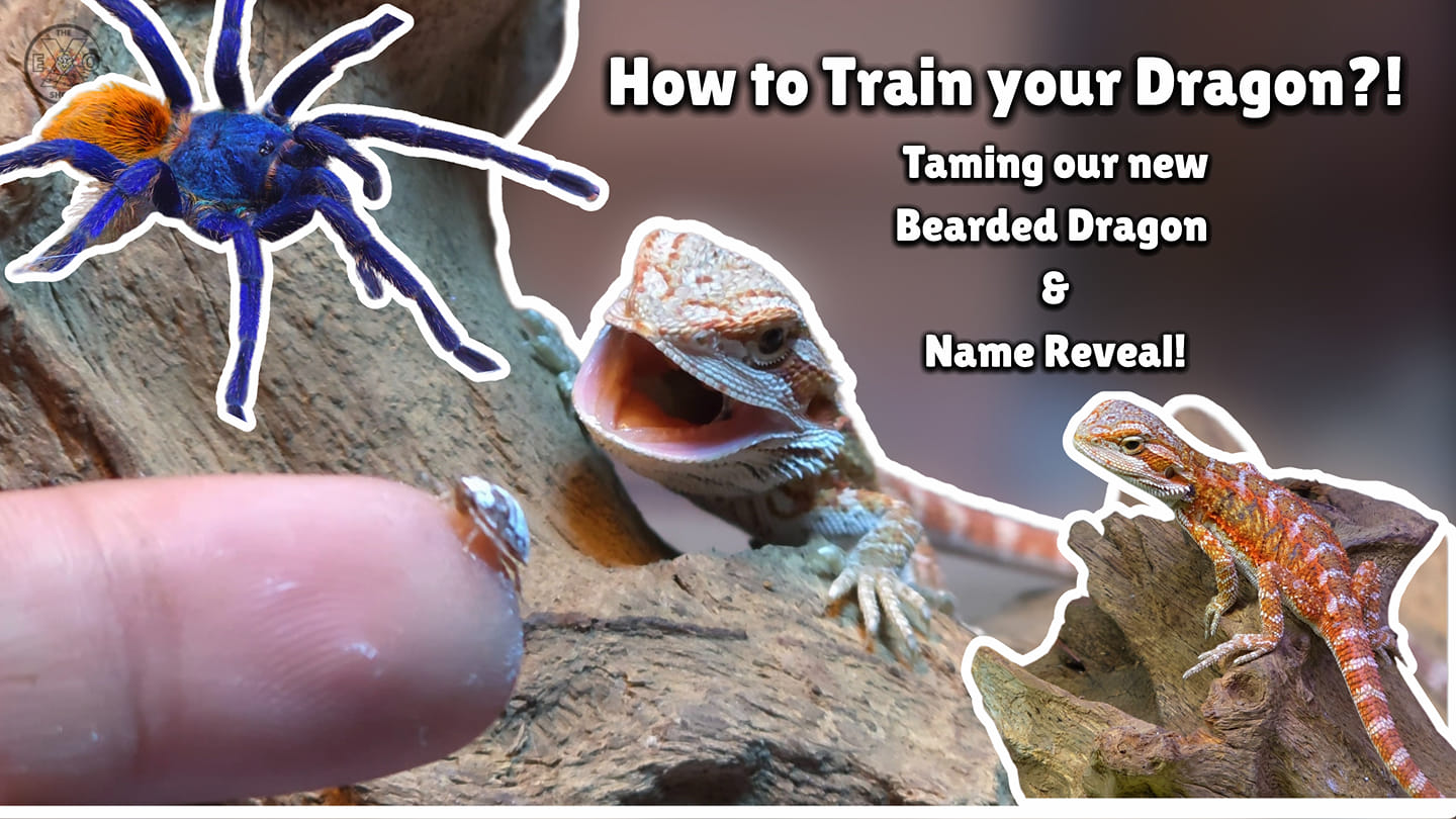 How to train your dragon?! "The Hard way🤣 ️" Taming our new Bearded ...
