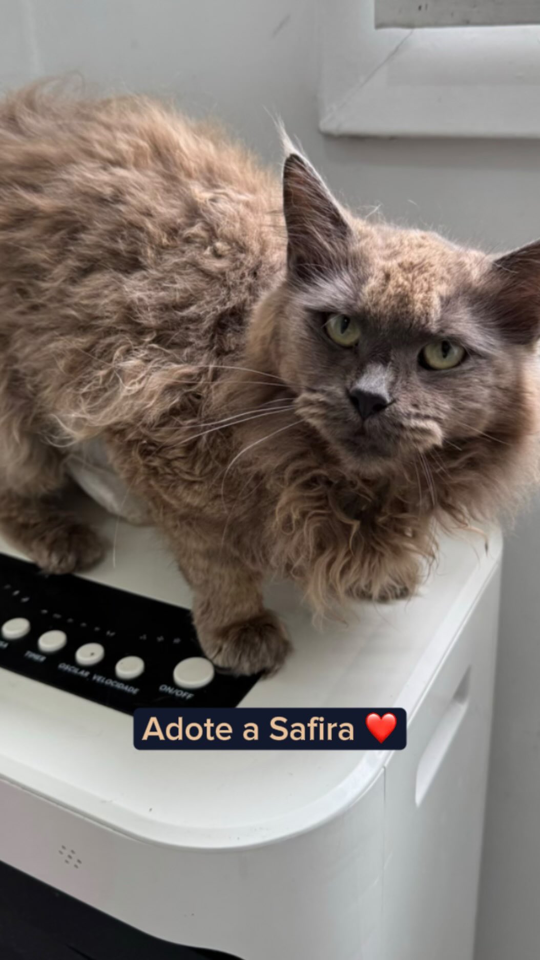 AdoÇÃo 😻🐾 Safira é Uma Gatinha Simplesmente Encantadora 🥰 Ela Chegou