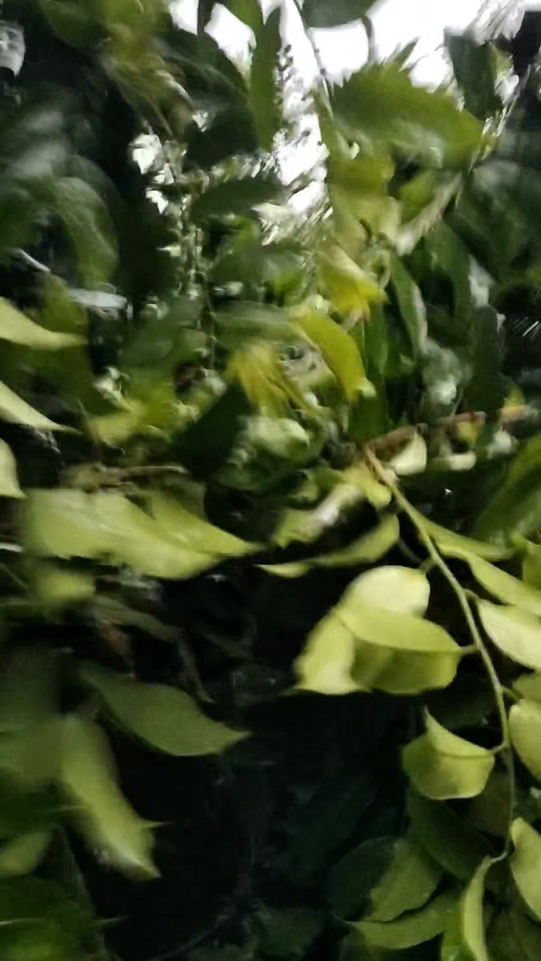 Sofia Rivera Vlog 0385