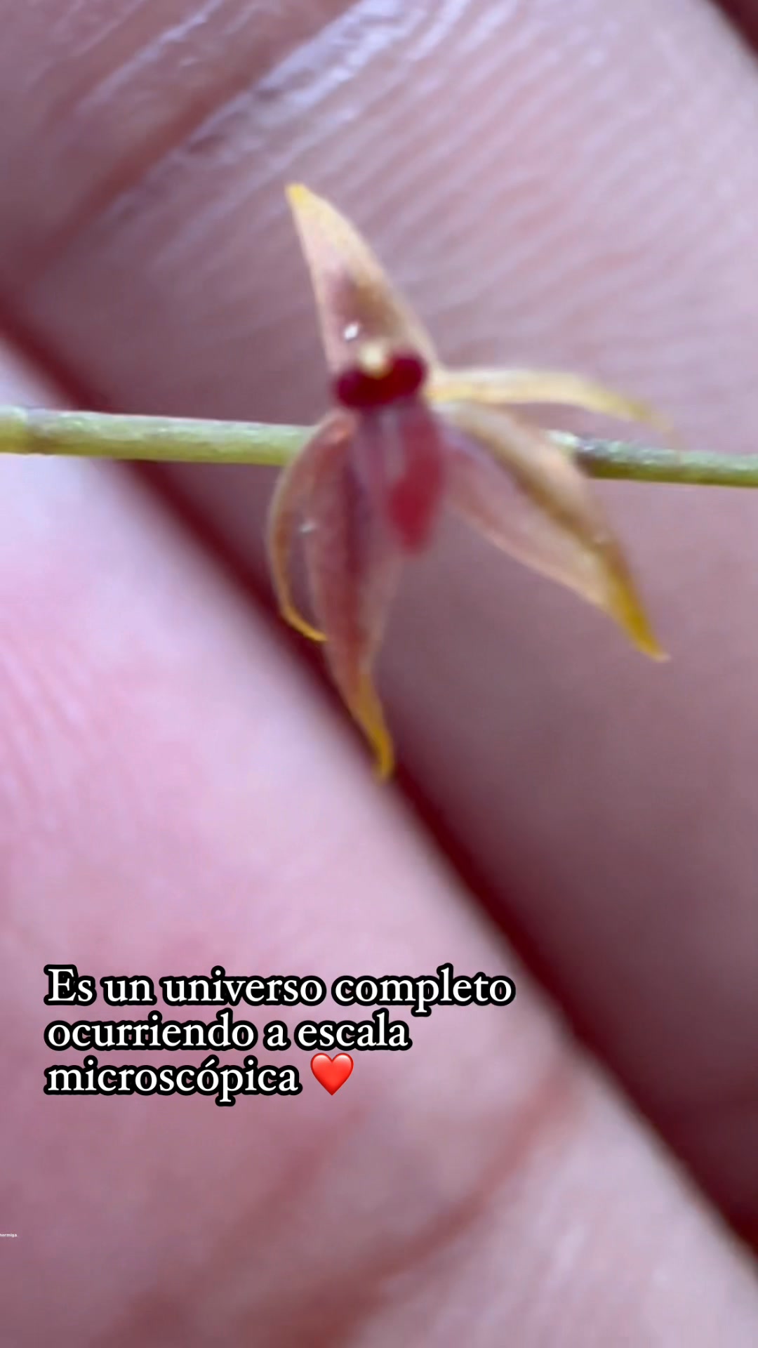 Toda La Flor Completa Es Más Pequeña Que La Cabeza De Un Alfiler Y Aun