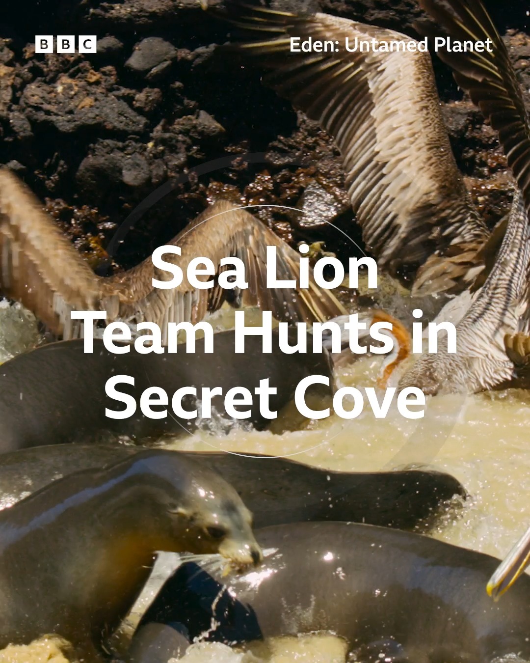 A sea lion hunting technique believed to be unique to the Galapagos 😯 ...
