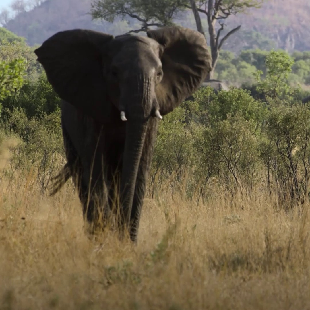 All we’re hearing is fun and friendship 🐘 #GrowingUpAnimal is now ...