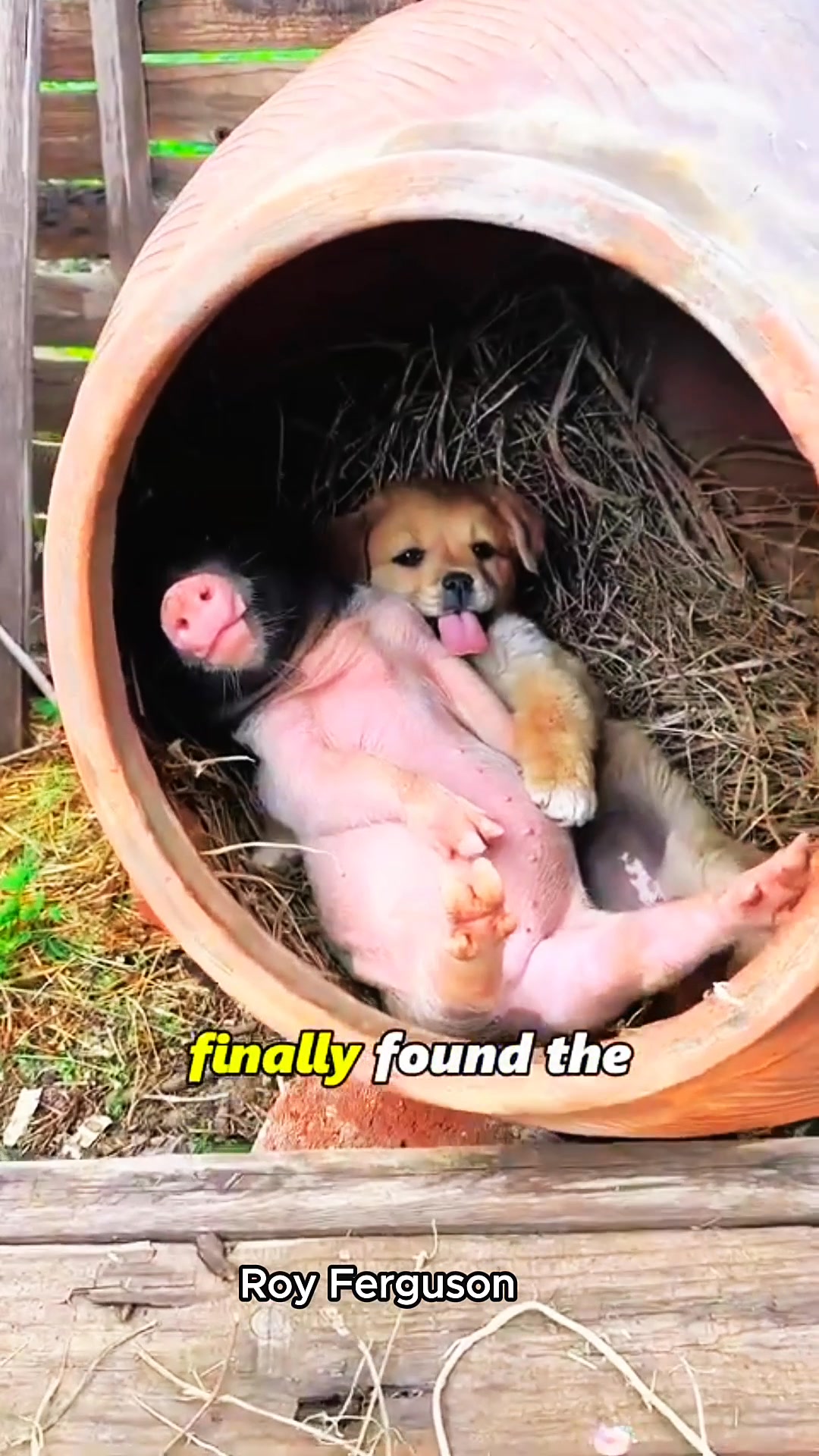 The puppy grows up with the piglet | Roy Ferguson | Facebook