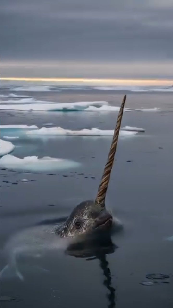 Discover the mysterious Narwhals, the unicorns of the Arctic seas ...