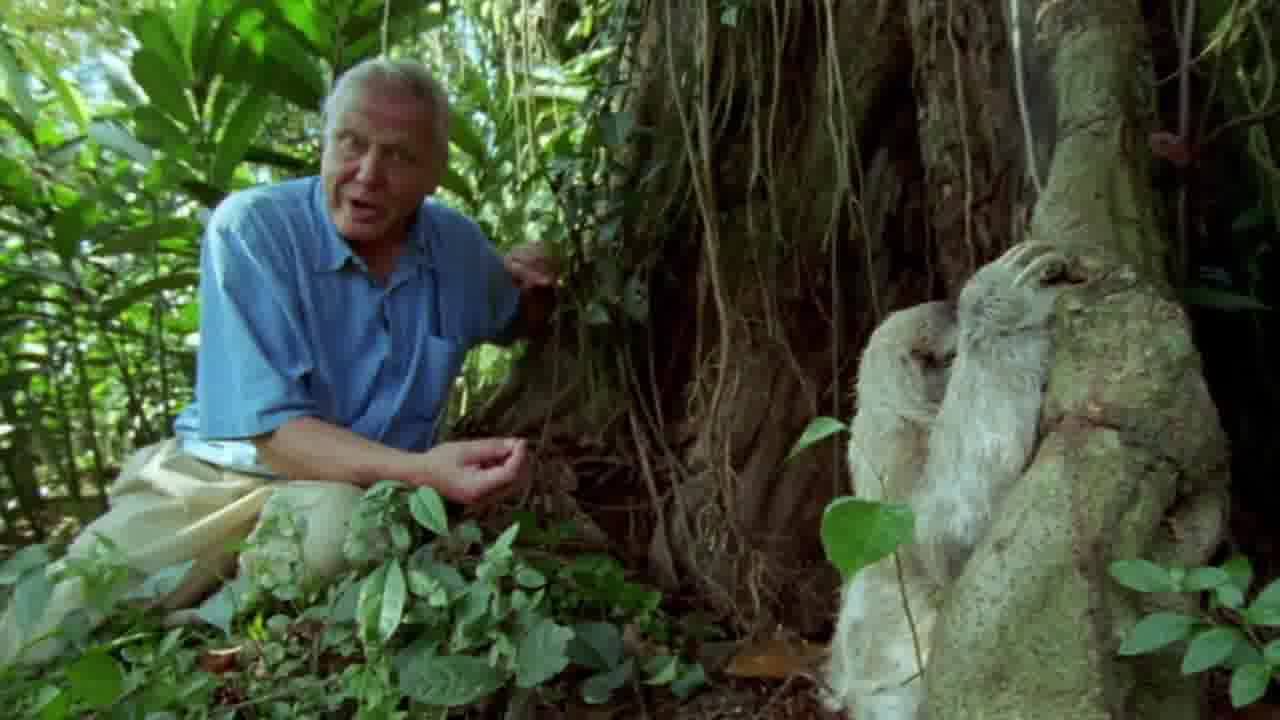 Sir David Attenborough Meets The Slow Motion Sloths Happy 89th