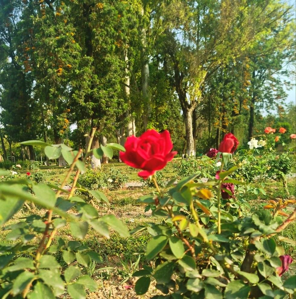Tauseef Khan 1443
