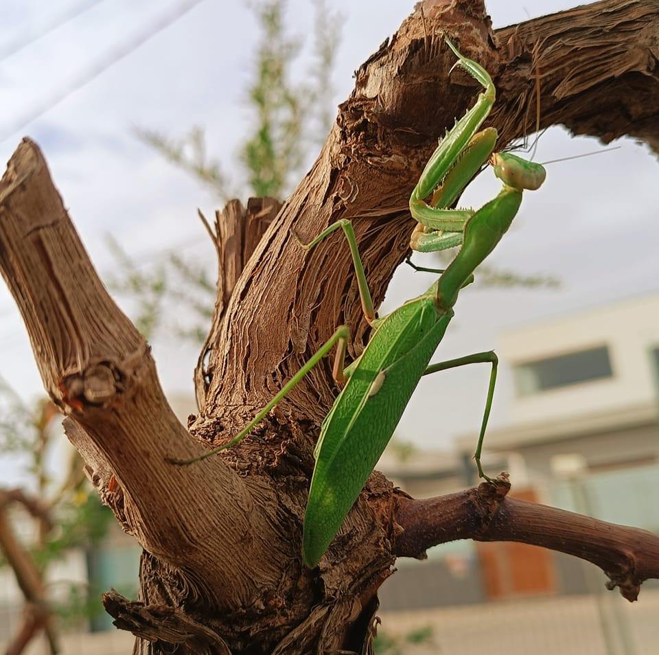 Orihuela ha sufrido esta primavera una importante proliferación de ...