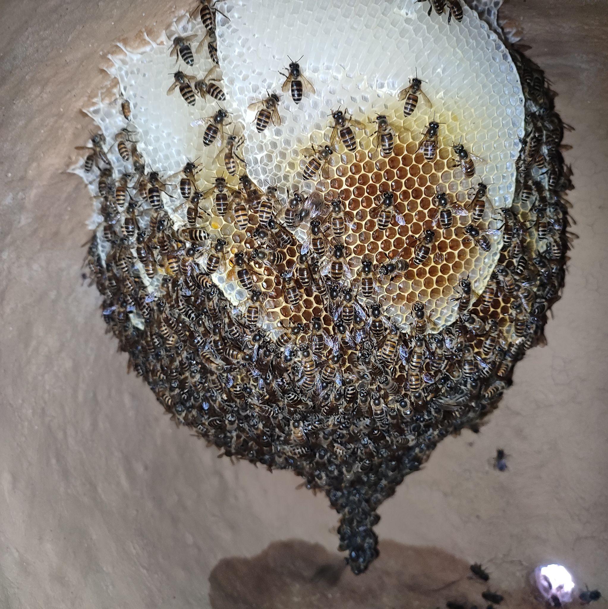#honeybee #my home bee colonys.🐝🐝 | Ï M ßróök