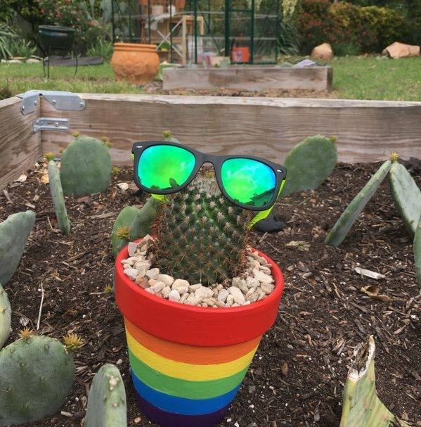 Gay Ass Cactus