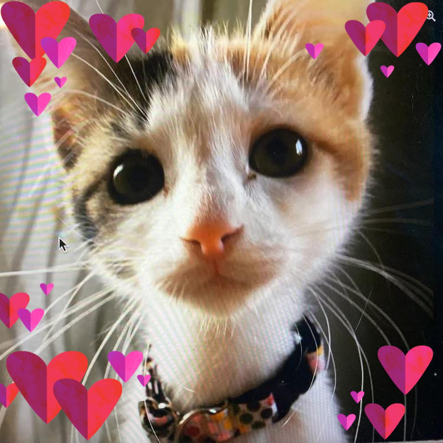 This Cat Has D A N G L Y A R M B S Rotisserie Dangle Facebook