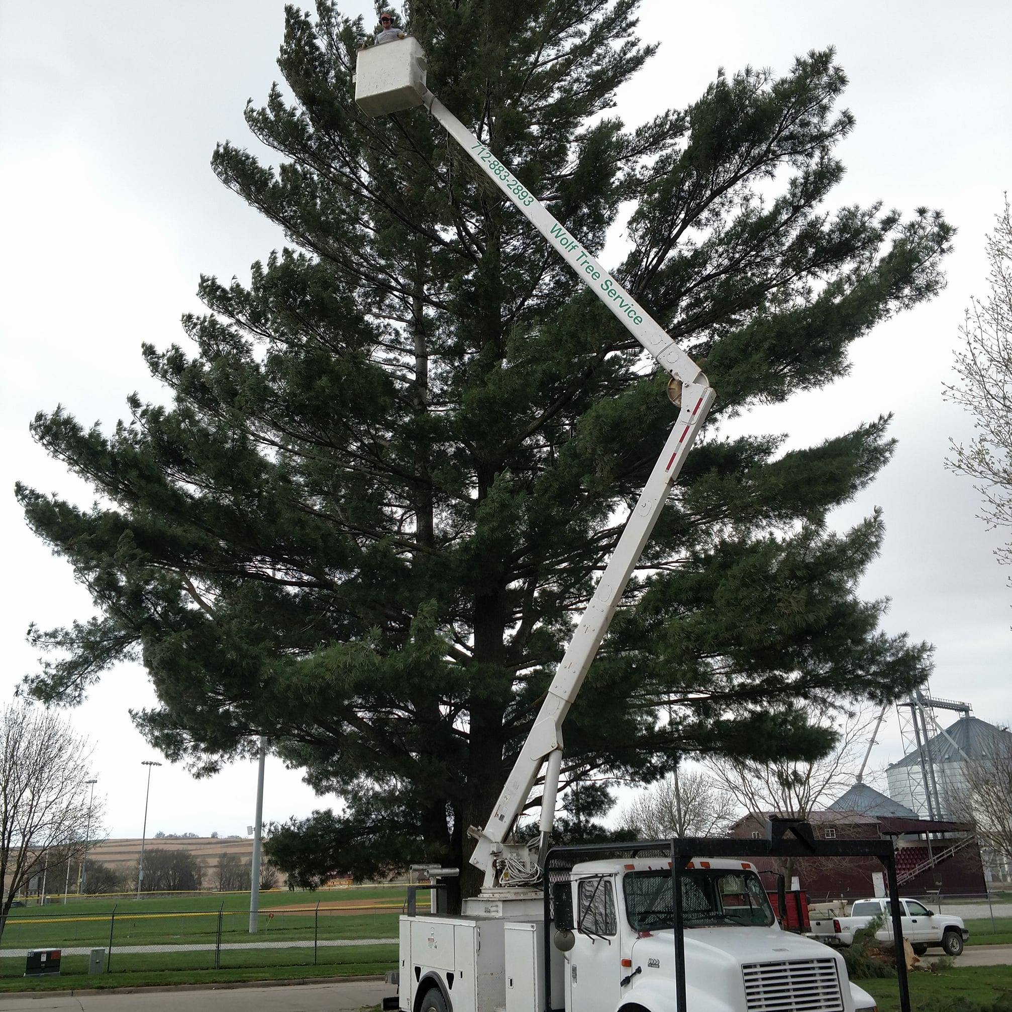 Cool Review About Wolf Tree Service