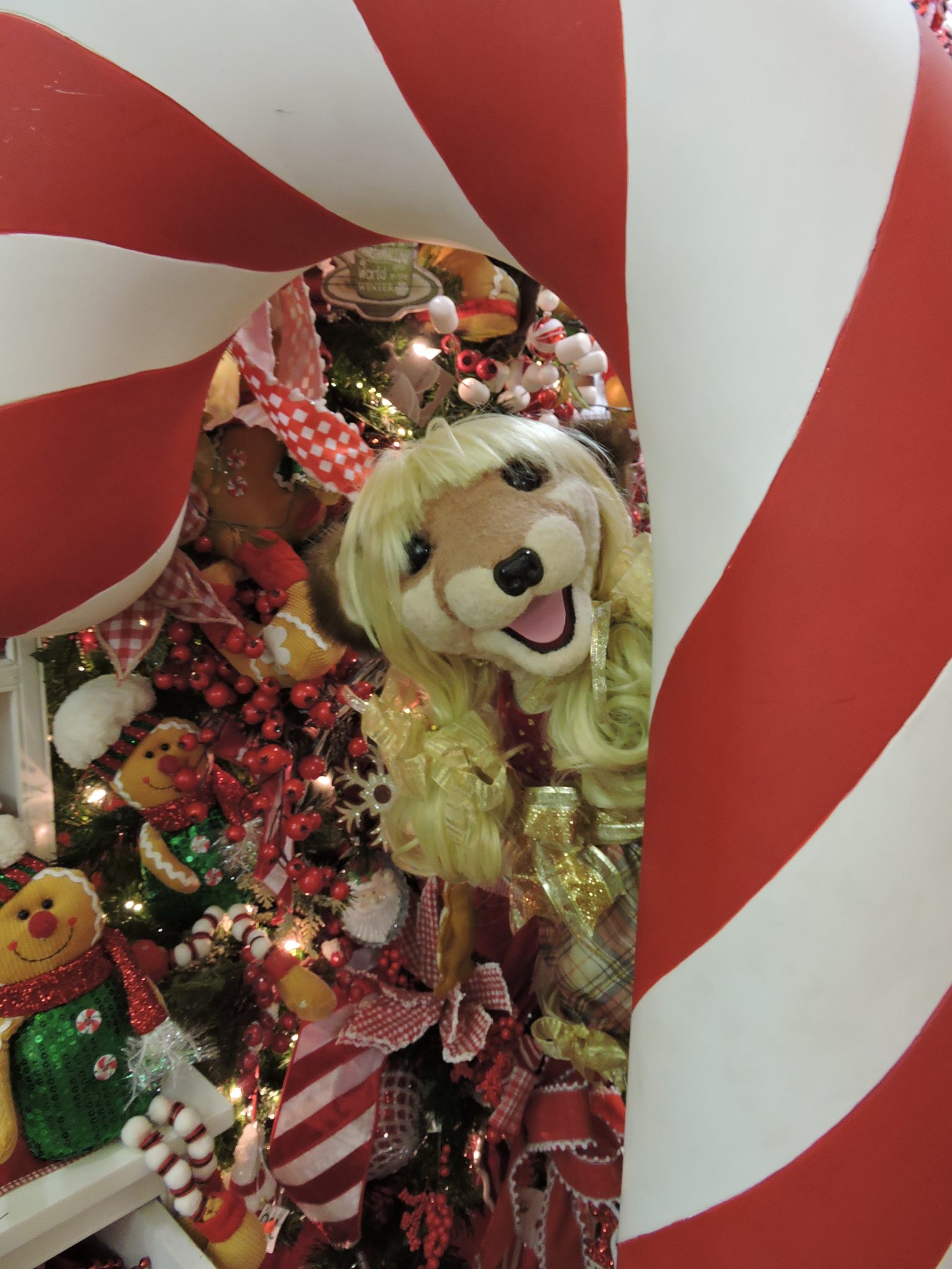 The Great Christmas Cookie Caper | Granbury TX