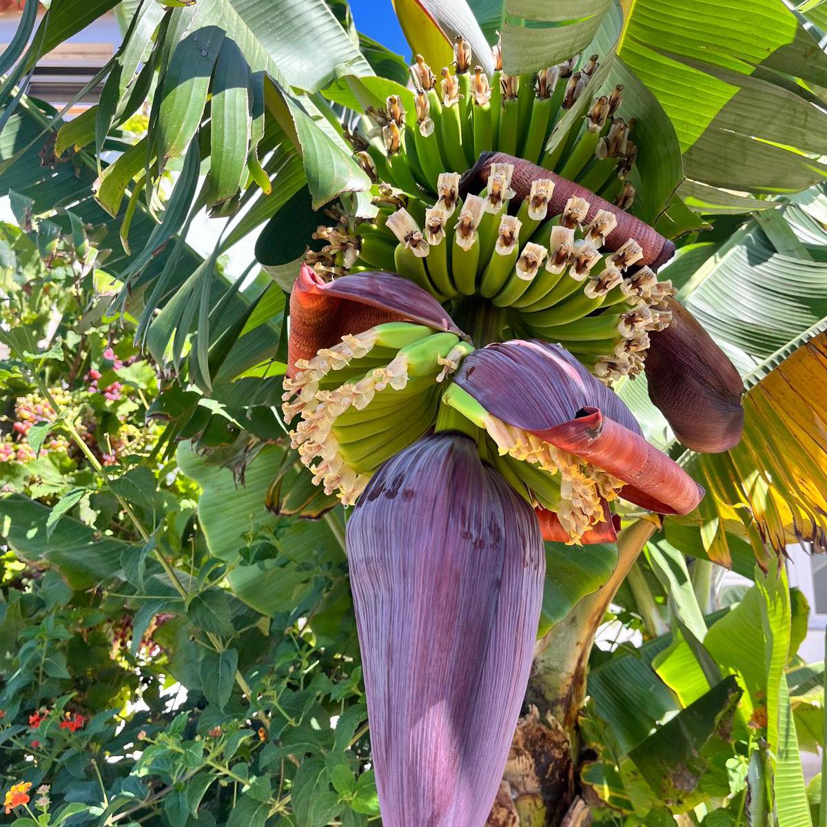 Interesting Info About Casa Banana Fruit
