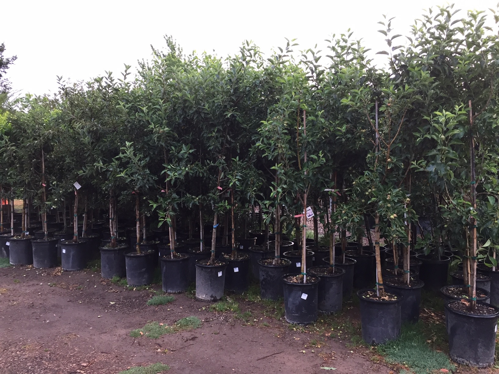 Trees Outlet Sacramento Ca
