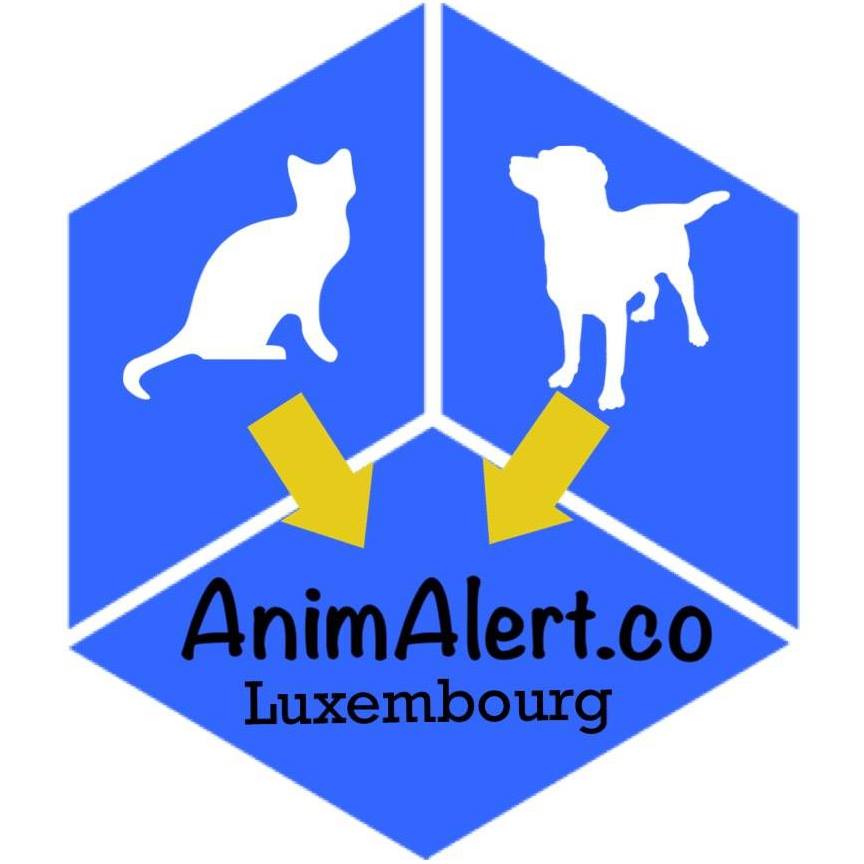Lachistance Lassistance Aux Chihuahuas Perdus Facebook
