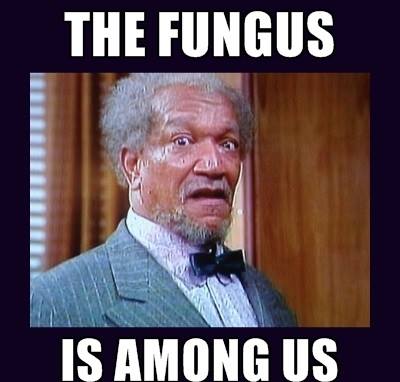 The Fungus Is Among Us