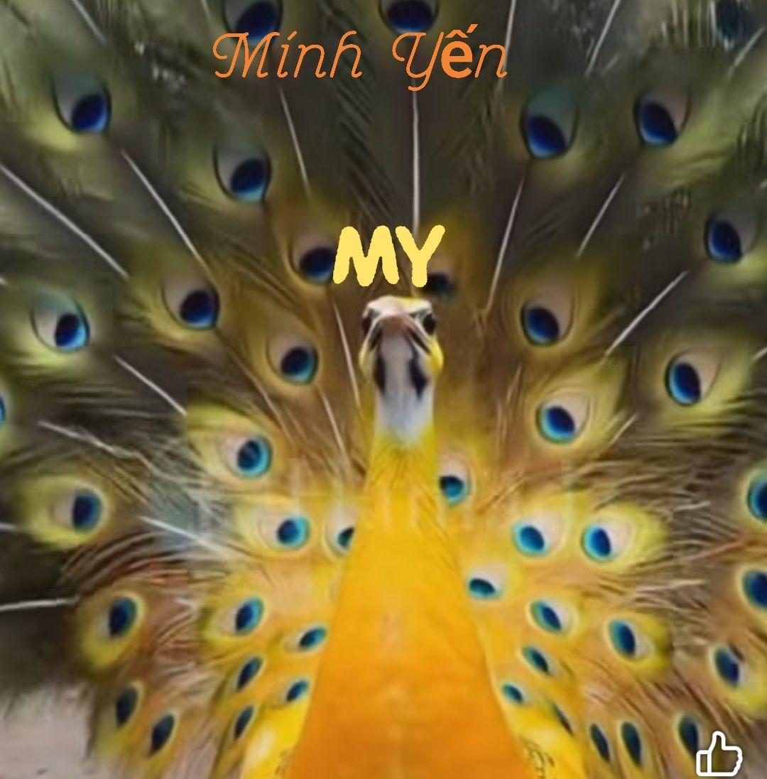 Minh Yến 8078