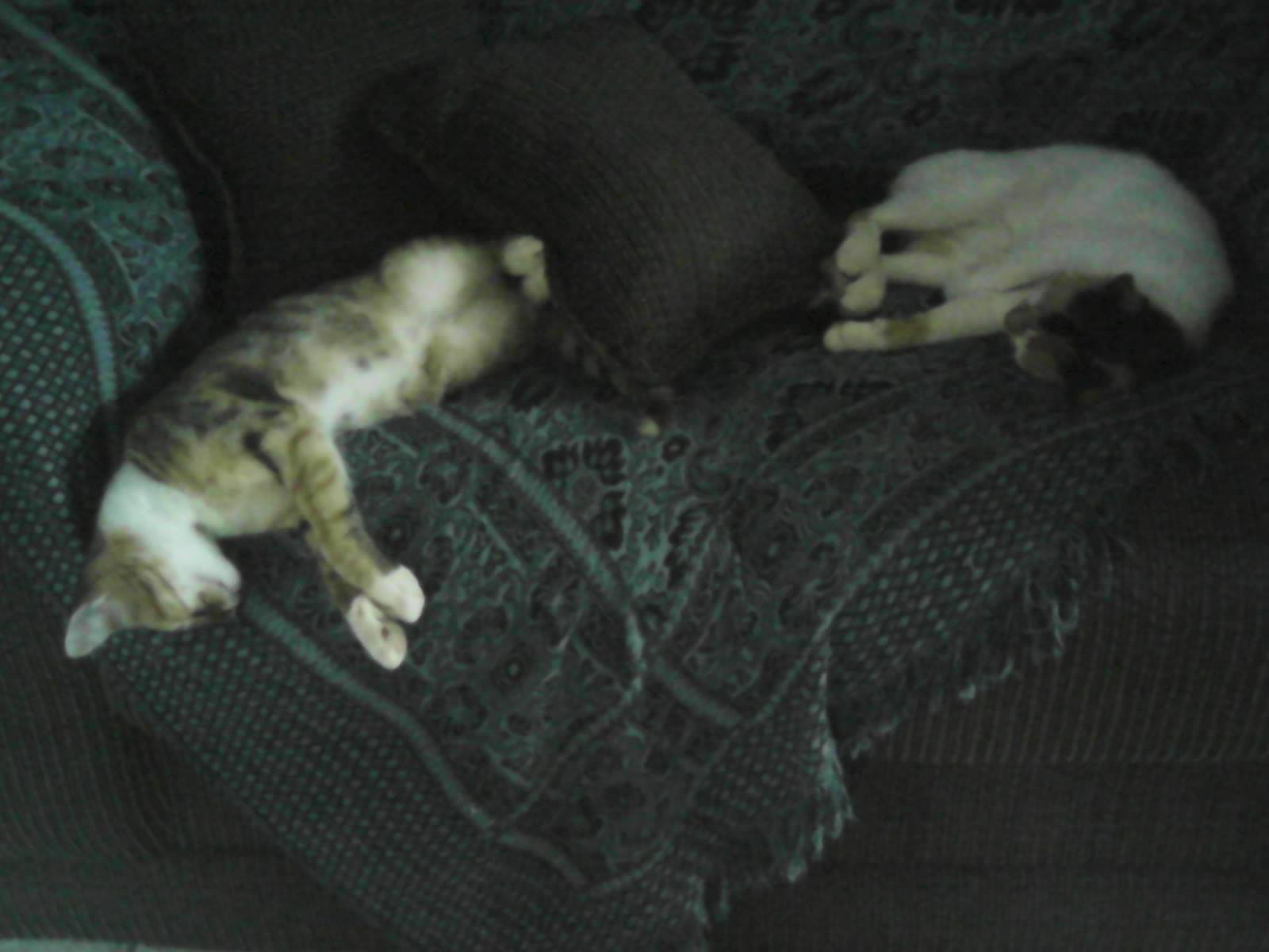 Gatinhas Lindas