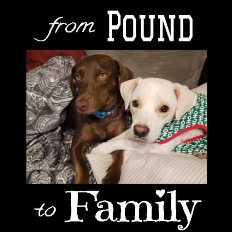 We have a foster in Covington who has 2 of our dogs, Ritz & Blitz, and ...