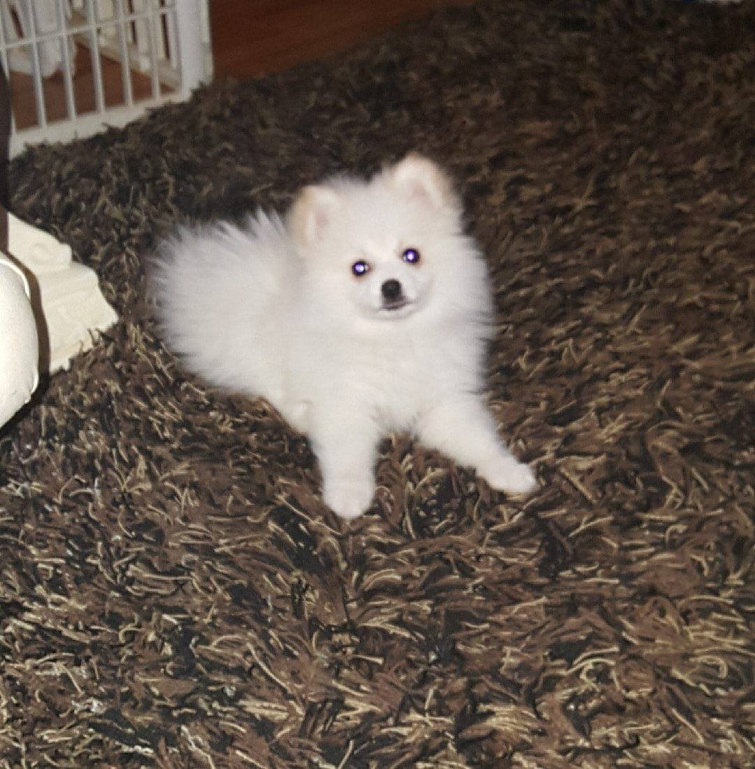 The Pom Diary