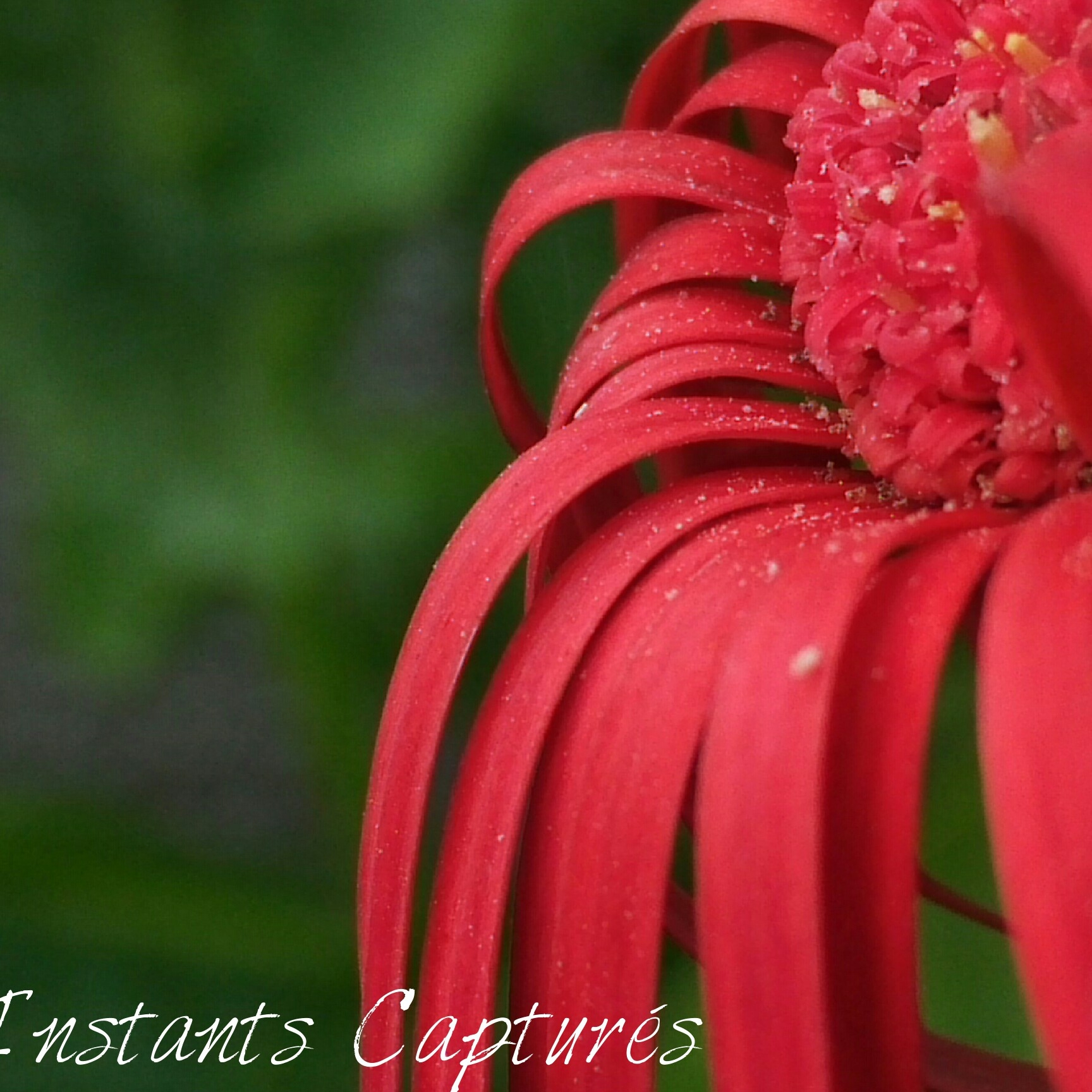 Instants Capturés