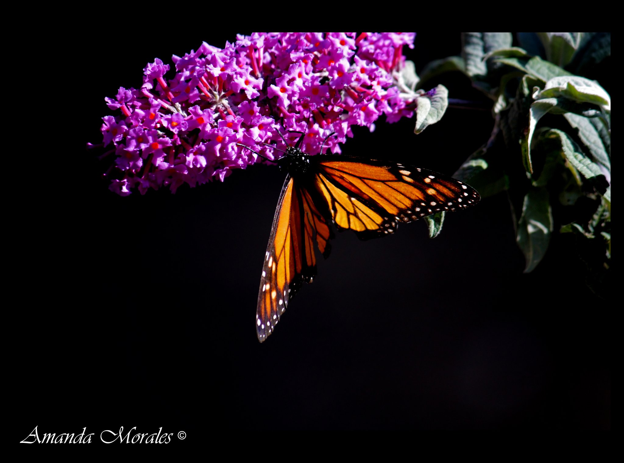 Amanda Morales Photography