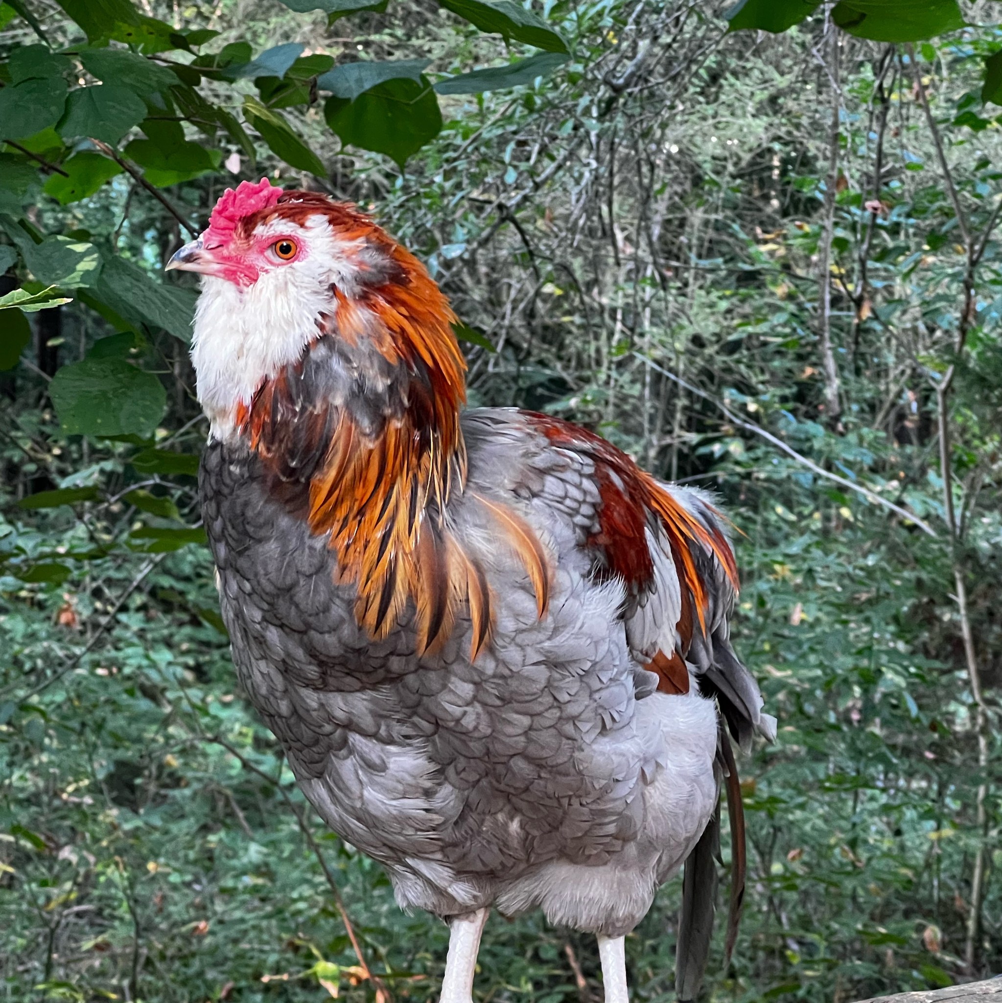 What do you get when you mix chicken math with Henopause?#homestead # ...