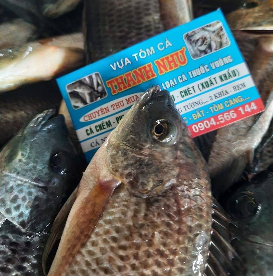 Vựa Tôm Cá Thanh Như Cai Nuoc