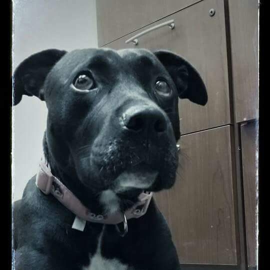 Ellie Girl