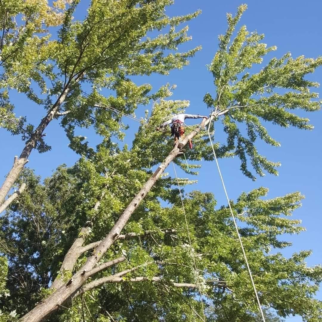 Cool Review About Wolf Tree Service