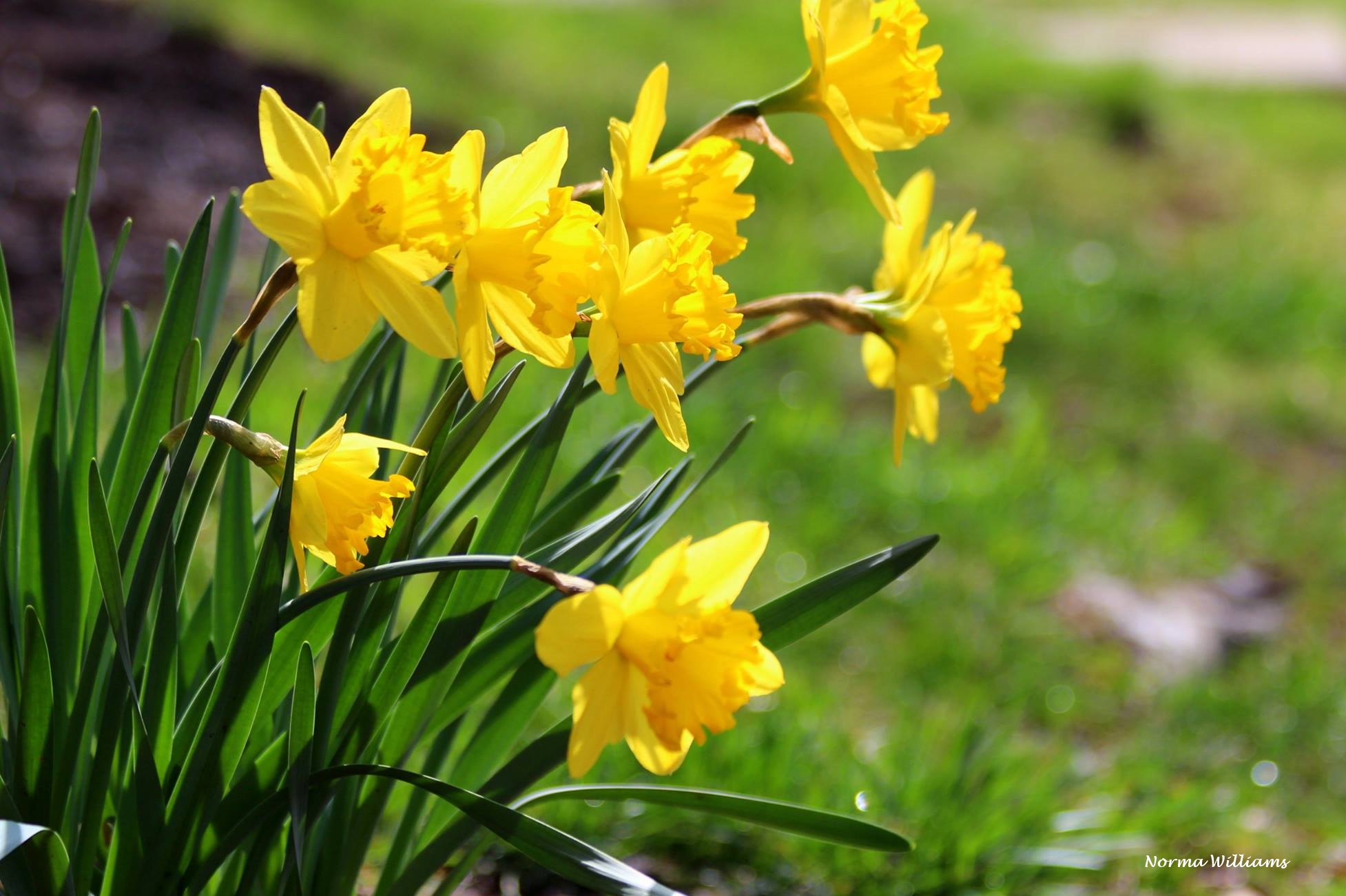 ۩۞۩ Only Flowers Photography ۩۞۩ 05 03 25 Daffodils Canon