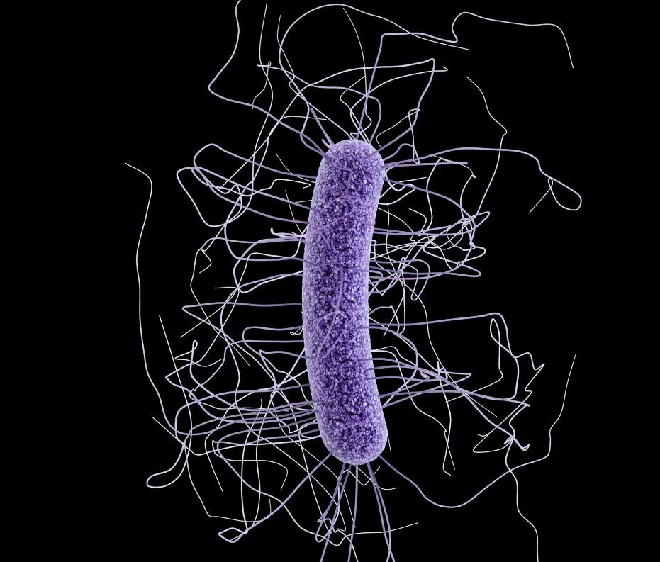 Viable What Is C Diff This Spore Forming Bacteria Occurs Naturally 3856