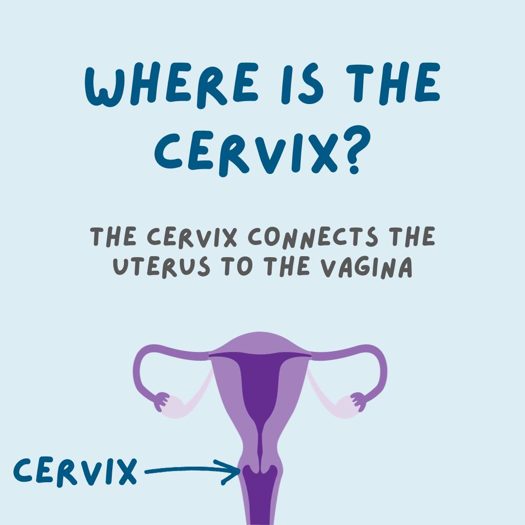 Ontario What Is The Cervix And Where Is It The Cervix Connects The Uterus To The Vagina