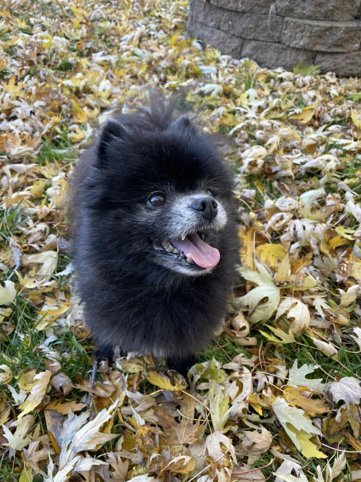 Frankie Sir Fluffy Pants And Friends Please Read Our Rules And Make