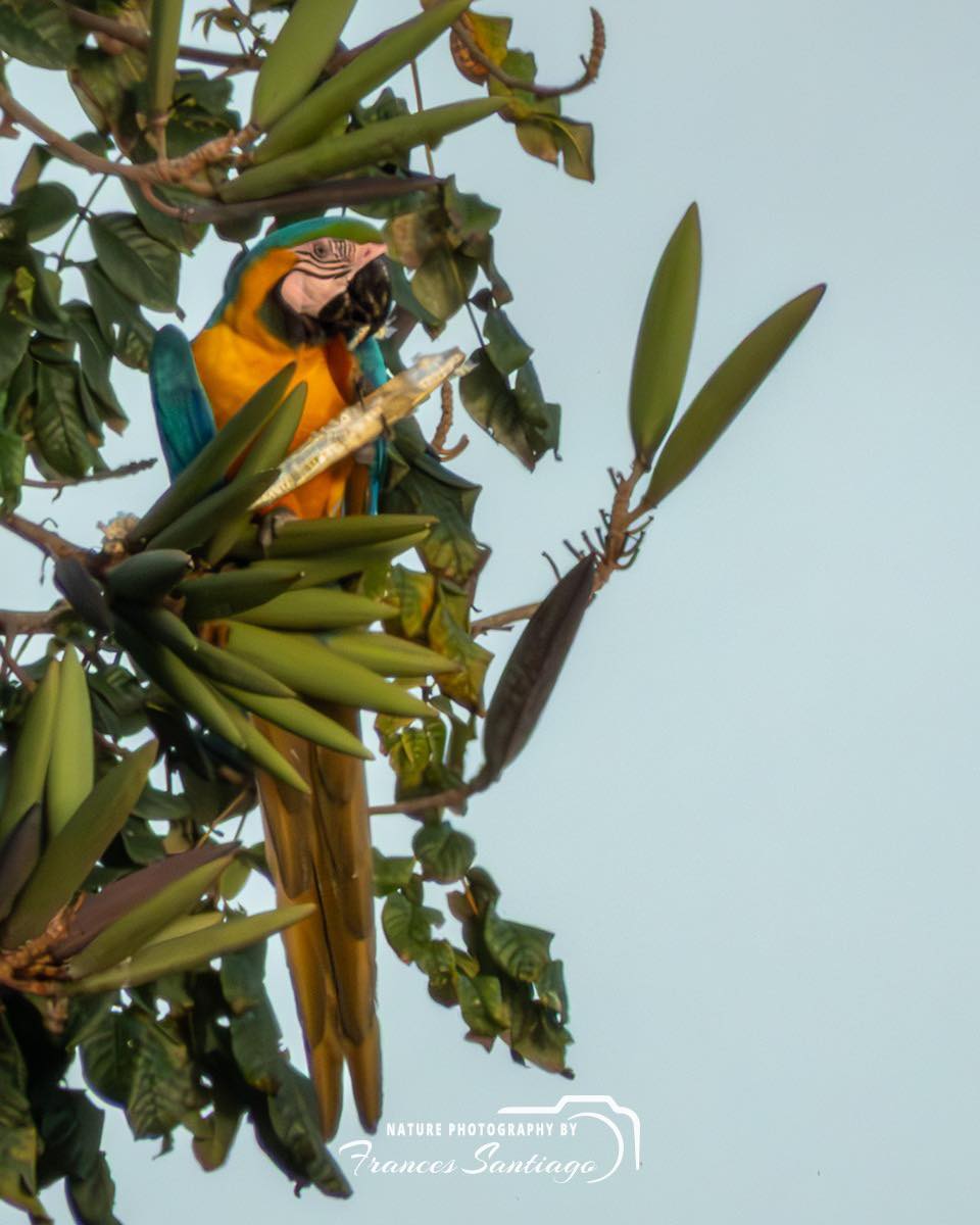 Nature - El guacamayo azul y amarillo es oriundo de las selvas ...