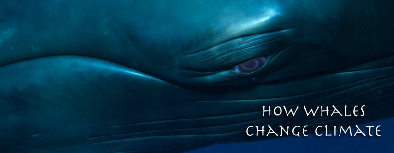 Sustainable - Learn about how whales work in harmony with their ...