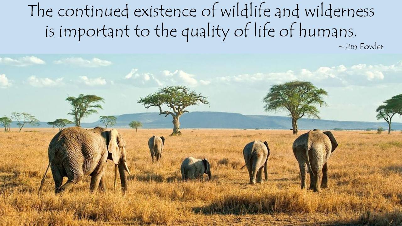 The Gurney - Would you like to know how the animals of Africa feel ...