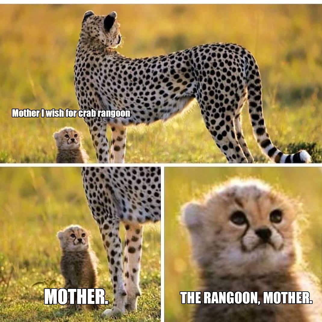 Imgur Mother Gallery U4zqftk