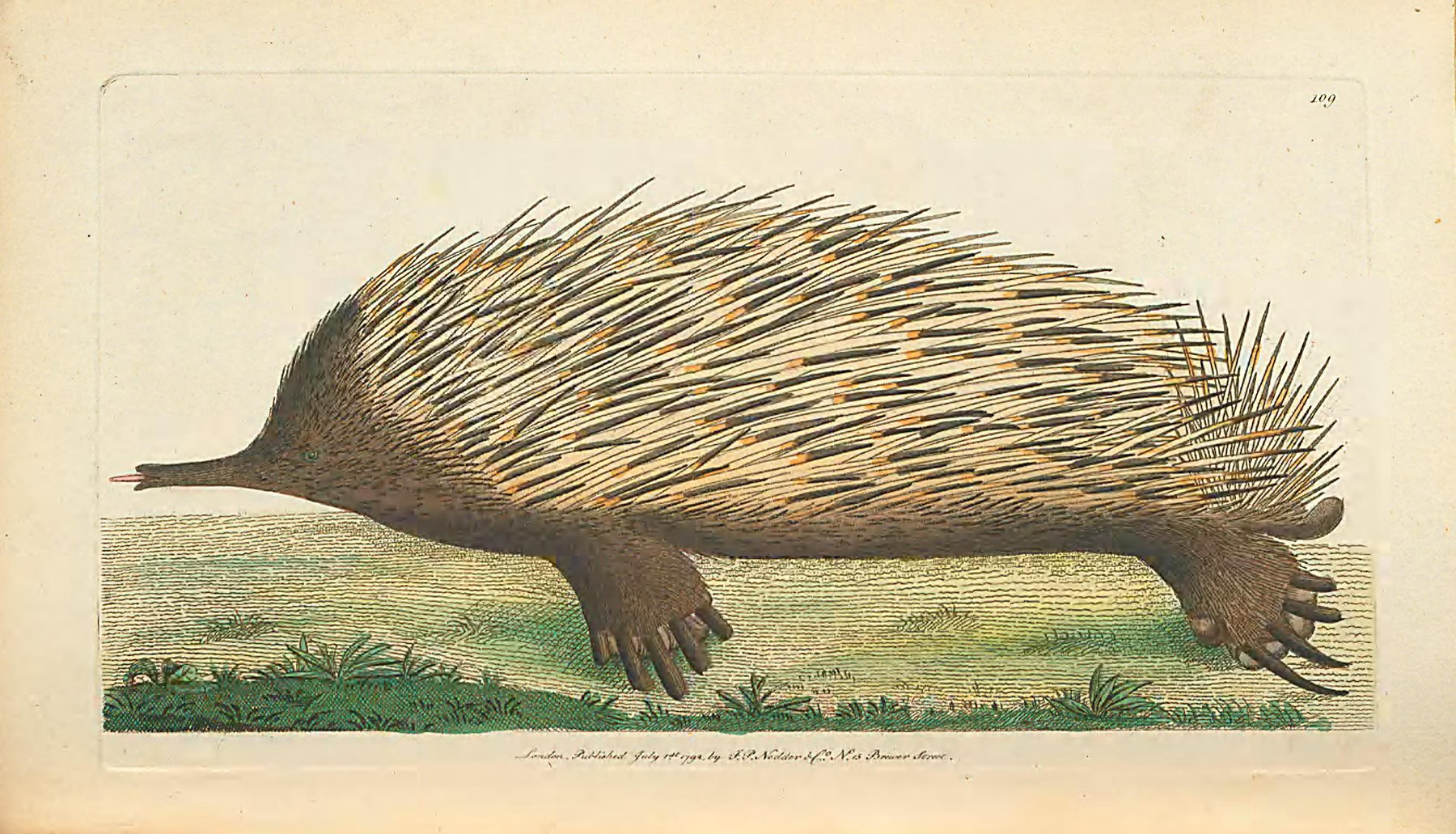 Biodiversity - The short-beaked echidna (Tachyglossus aculeatus). Shaw ...