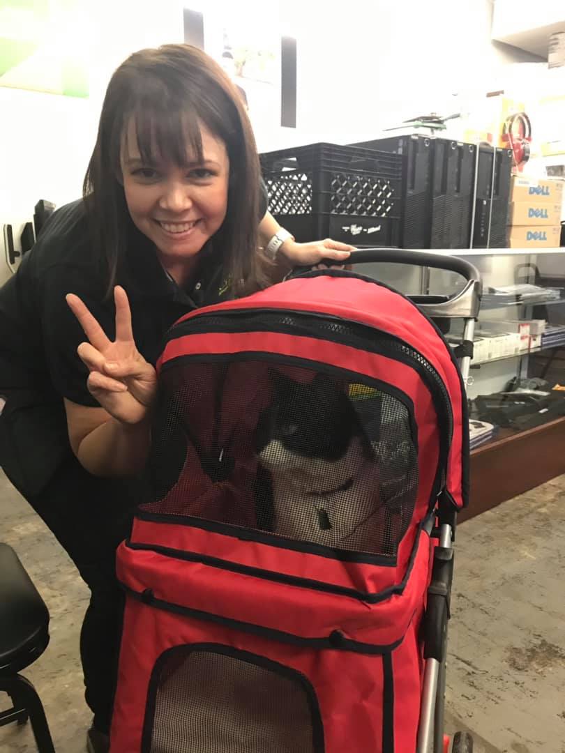 Cacrc Our Office Kitty Marvin Gaye Loves His New