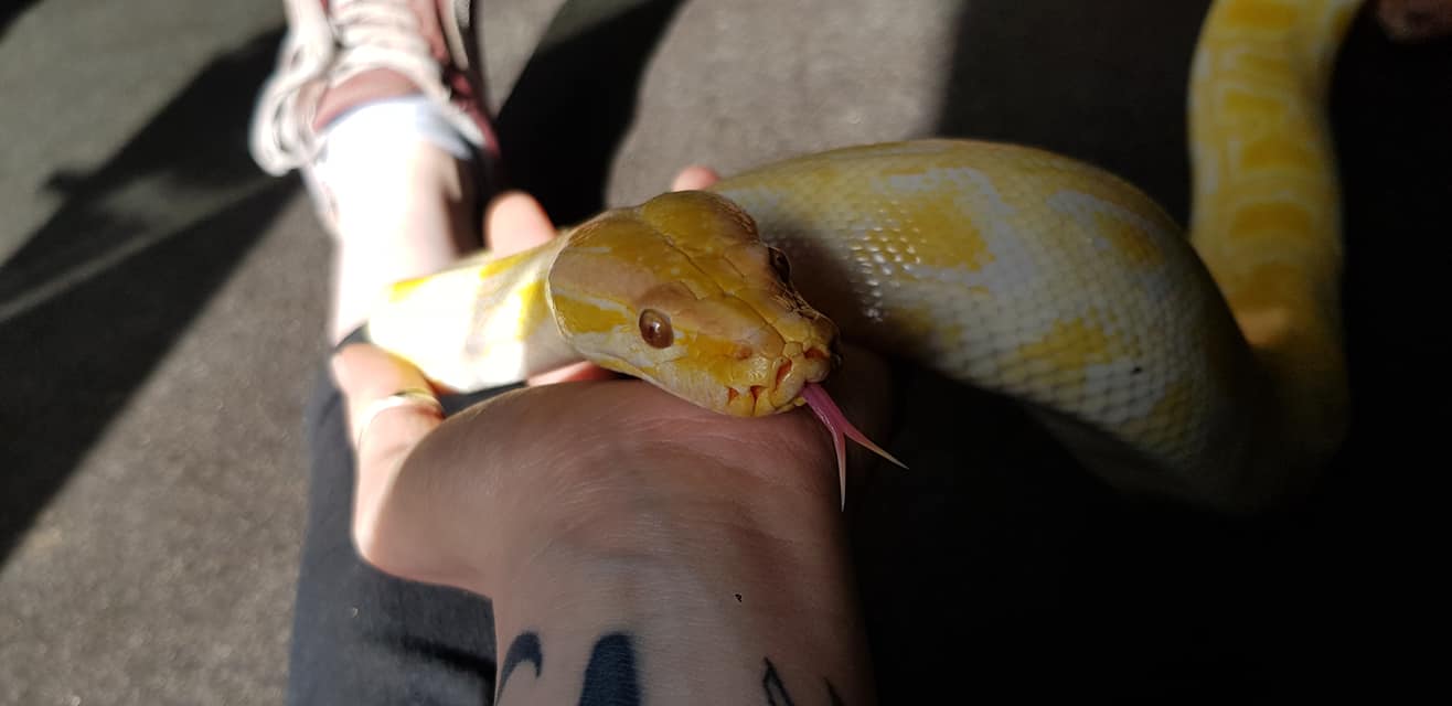 Grange Reptiles ️burmese Python ️ Meet Ghost Our 1101