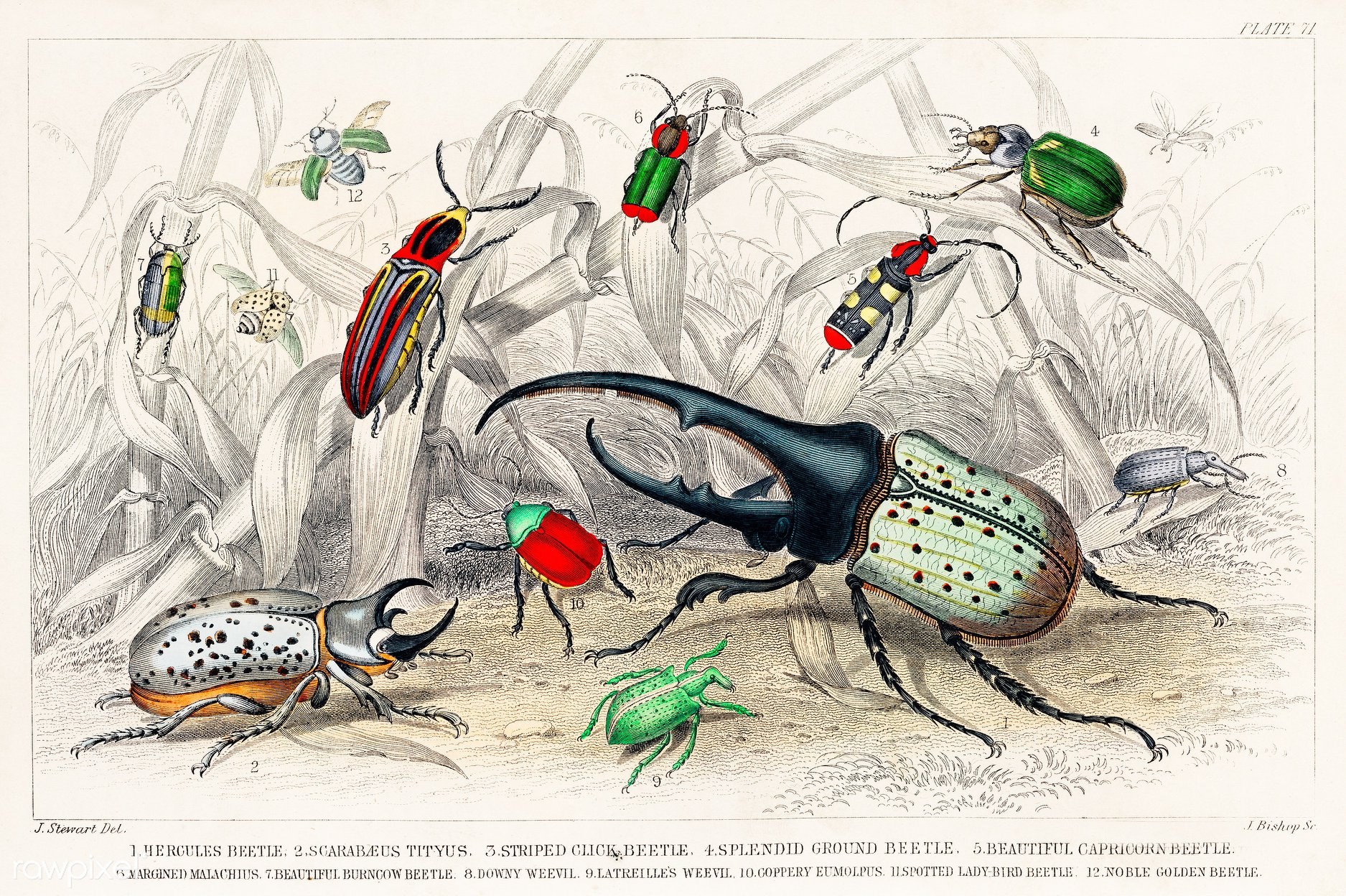 🎋🌼 How to Make A Beetle Bank and... - Catskill Native Nursery