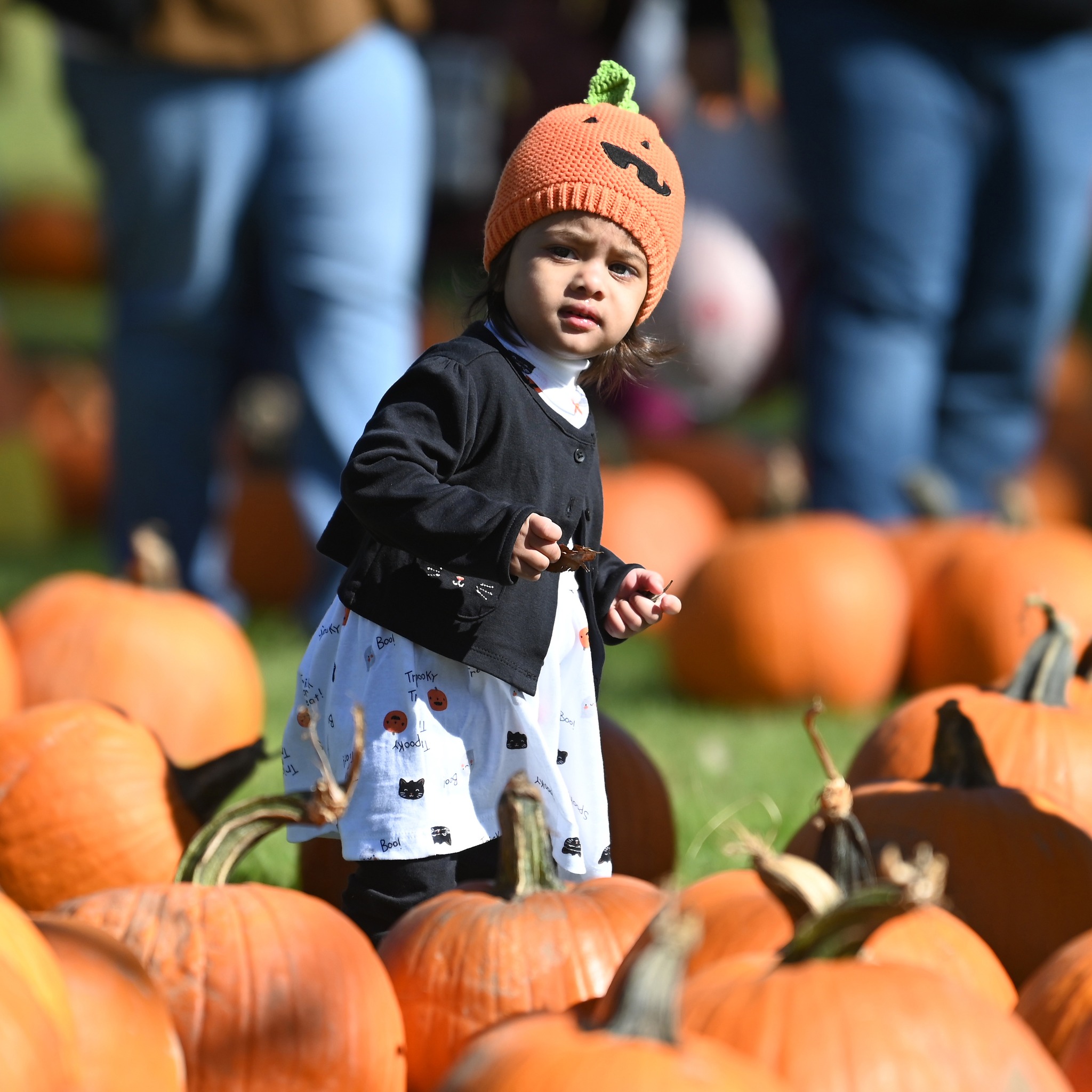 National Railroad Museum - Don't miss out - The Great Pumpkin Train is ...