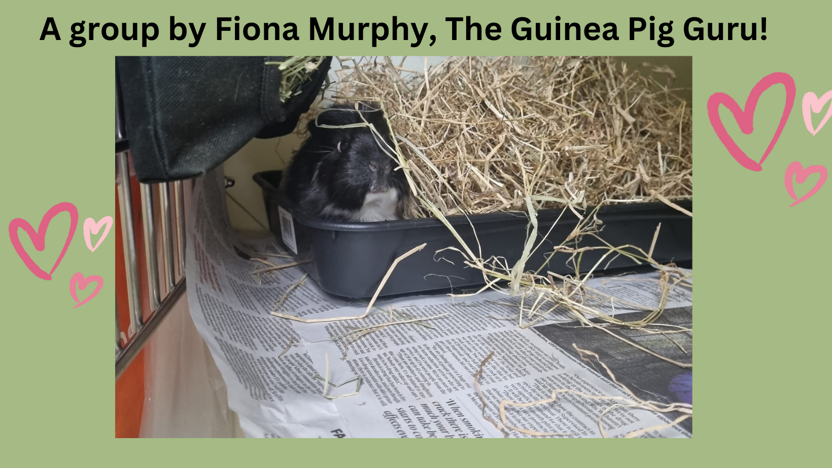 International Guinea Pig Group | Facebook